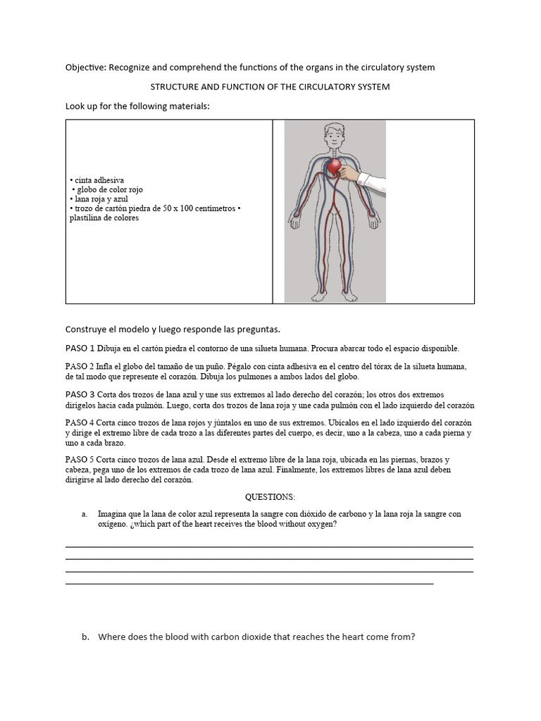 Circulatory System Activity | PDF | Fisiología | Fisiologia Animal