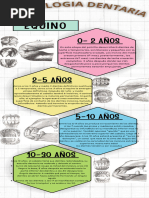Dentición y Fórmula Dentaria en Bovinos | PDF | Diente | Vacas