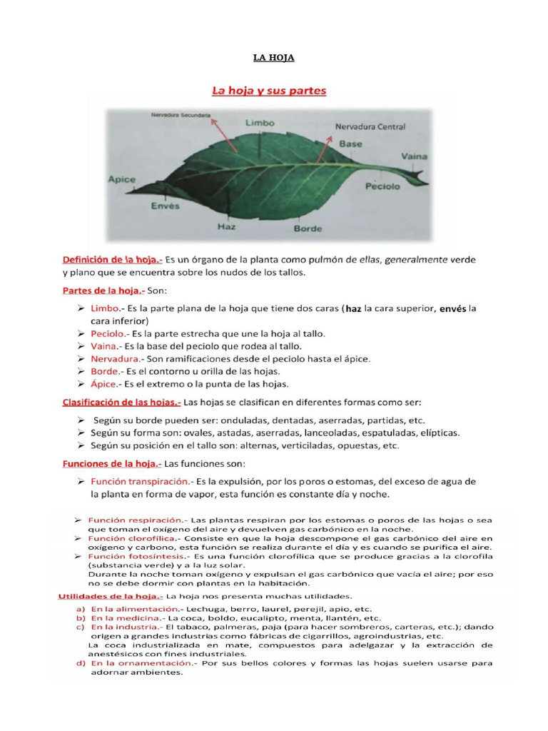 La Hoja y Sus Partes | PDF | Estudios de idiomas extranjeros | Hogar ...
