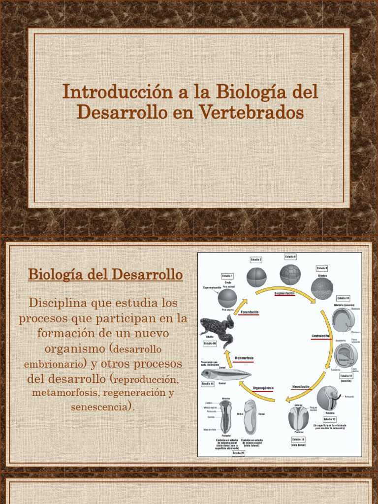 01 IntroducciÃ N 2024-II (5262) | PDF | Biología del desarrollo | Biología