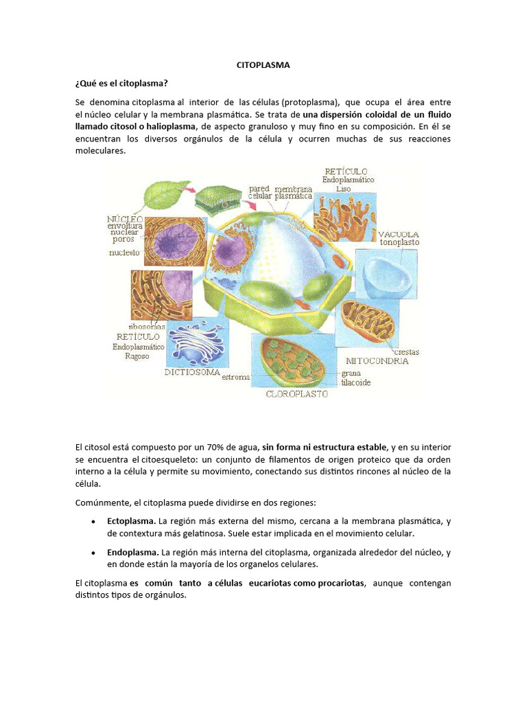 Estructura y función del citoplasma | PDF | Citoplasma | Biología Celular)