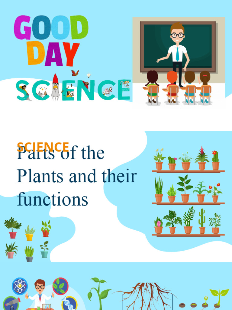 parts of the plants and their function | PDF | Plant Stem | Leaf