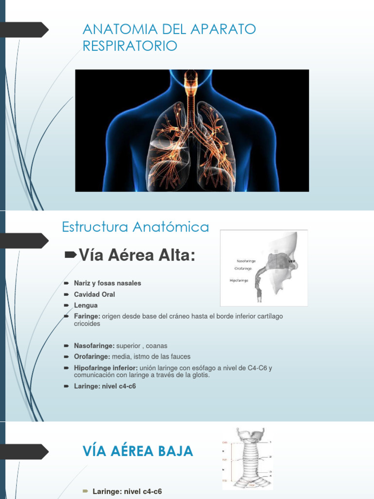 Fisiologia Respiracion | PDF | Tos | Pulmón