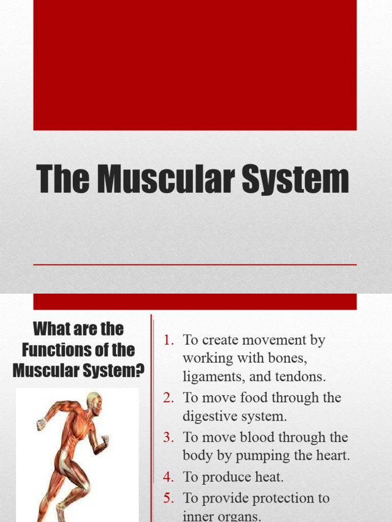 Muscular System (1) | PDF | Muscle | Organ (Anatomy)