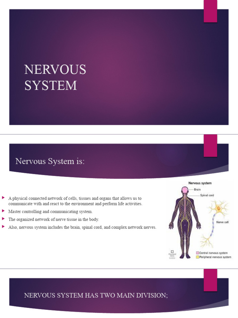 NERVOUS SYSTEM | PDF | Axon | Neuron