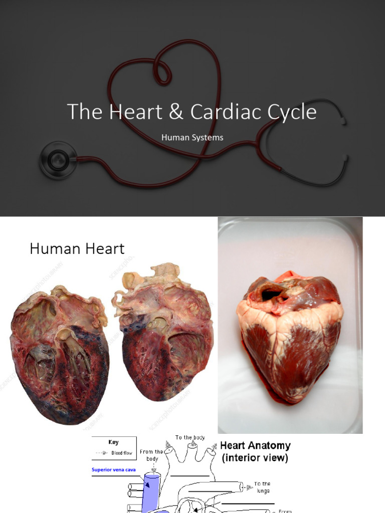 Overview of the Cardiac Cycle | PDF | Heart Valve | Diastole