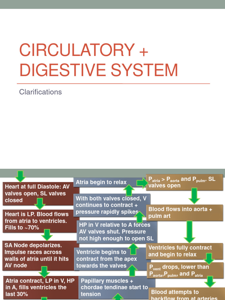 Circulatory + Digestive System final clarifications END OF SAME UNIT | PDF | Heart Valve | Digestion