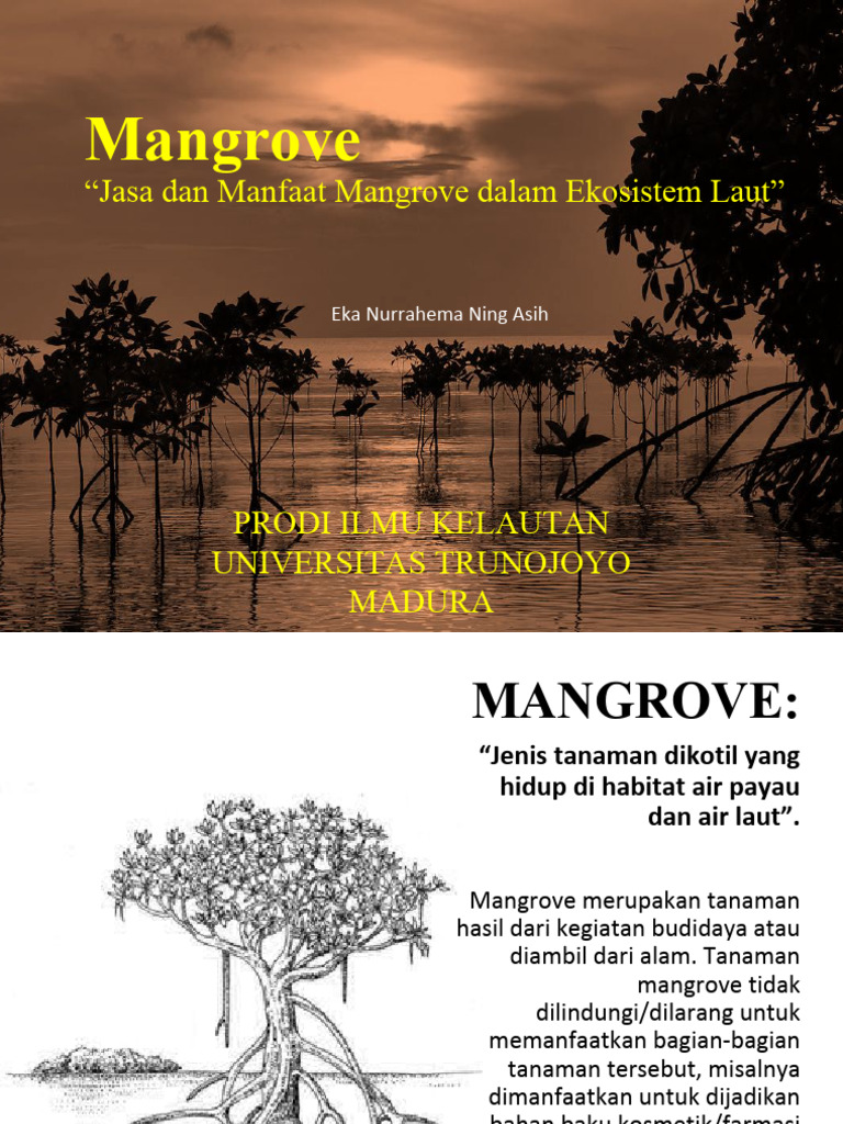 Materi 9. Jasa Dan Manfaat Ekosistem Mangrove | PDF