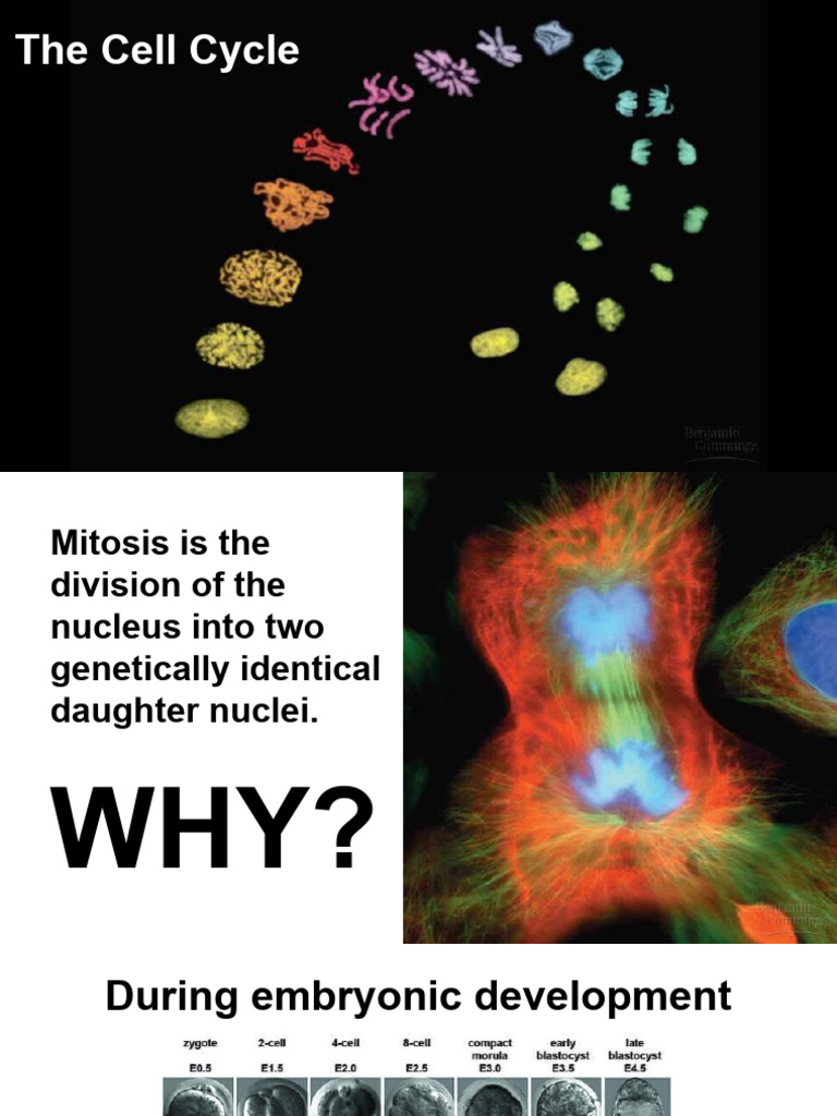 The Cell Cycle - Why Do Cells Divide | PDF