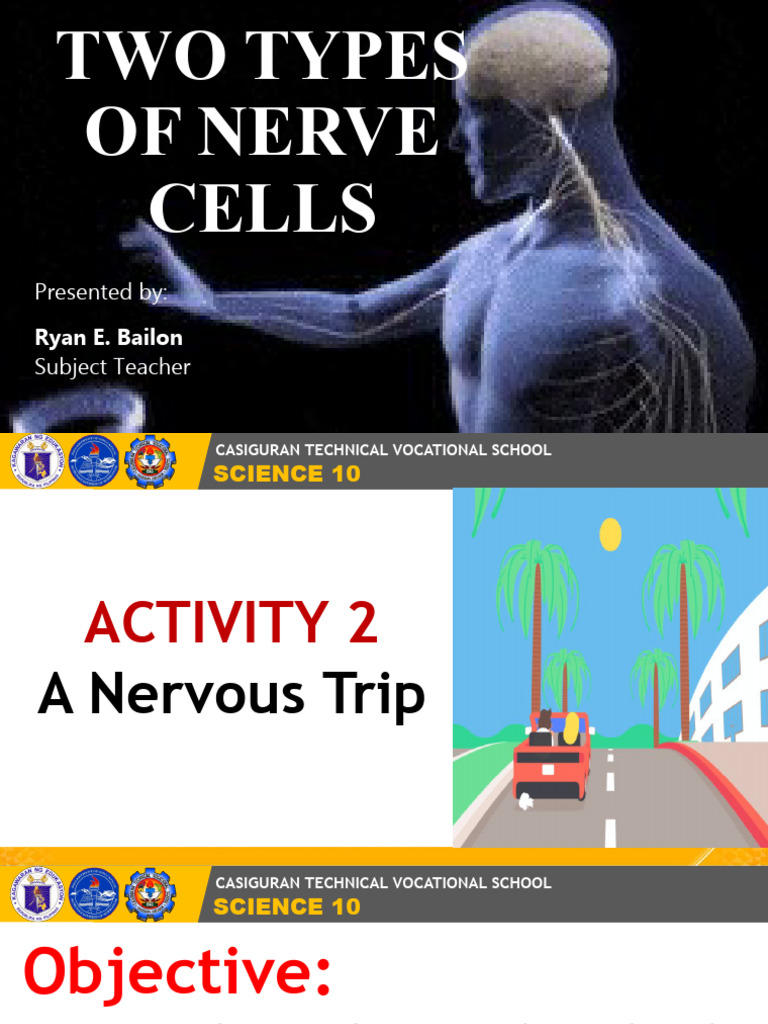 Lesson 3-Two Types of Nerve Cells | PDF | Neuron | Nervous System