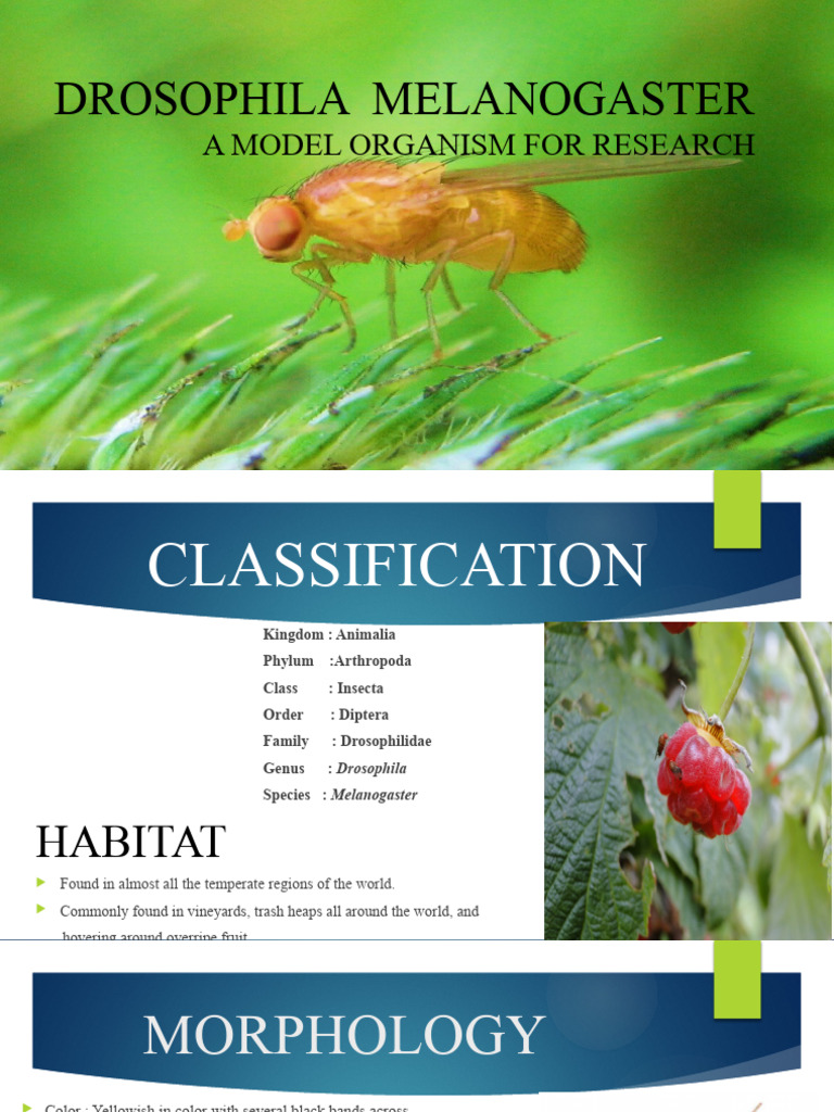 Drosophila PPT-3 | PDF | Drosophila Melanogaster | Pupa