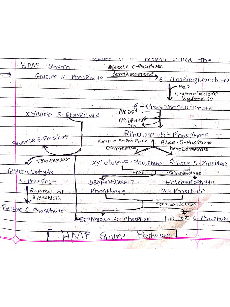 HMP Shunt Pathway | PDF
