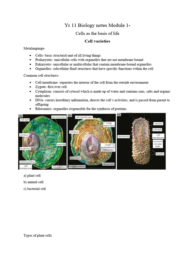 Yr 11 Biology notes | PDF | Cell (Biology) | Cell Membrane