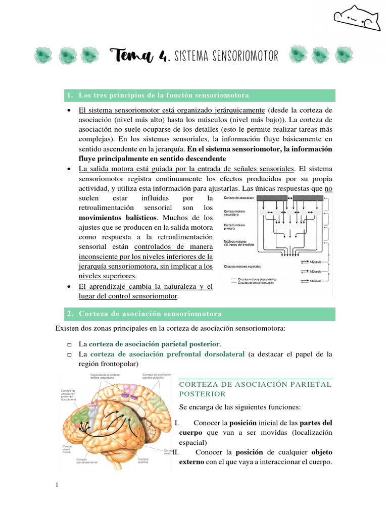 Tema 5 Sistema Sensoriomotor | PDF | Cerebro | Ganglios basales