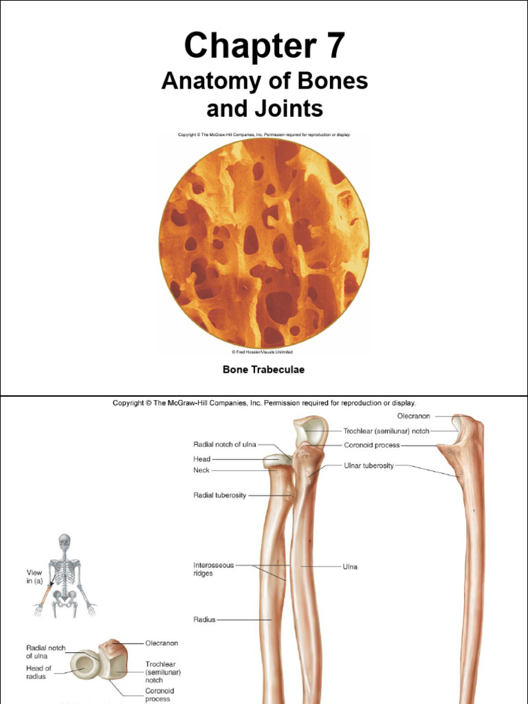 Skeletal System Bones and Joints | PDF | Anatomical Terms Of Motion ...