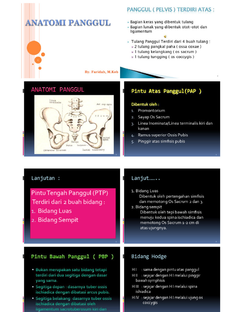 Anatomi Panggul | PDF