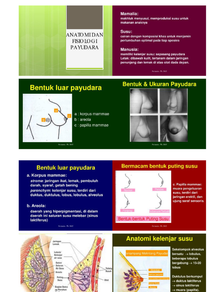 Anatomi Dan Fisiologi Payudara | PDF