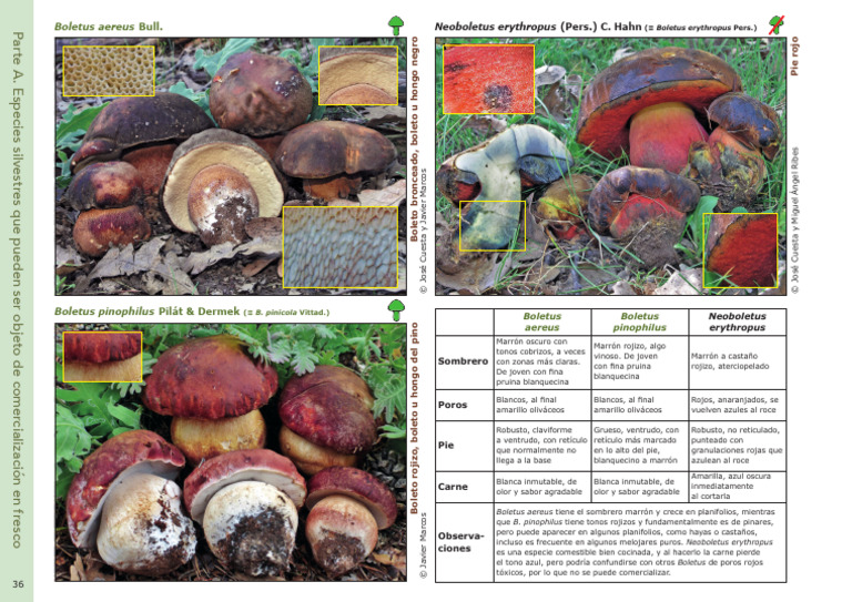 Guía de Boletus Comestibles y Características | PDF | marrón | Hongo