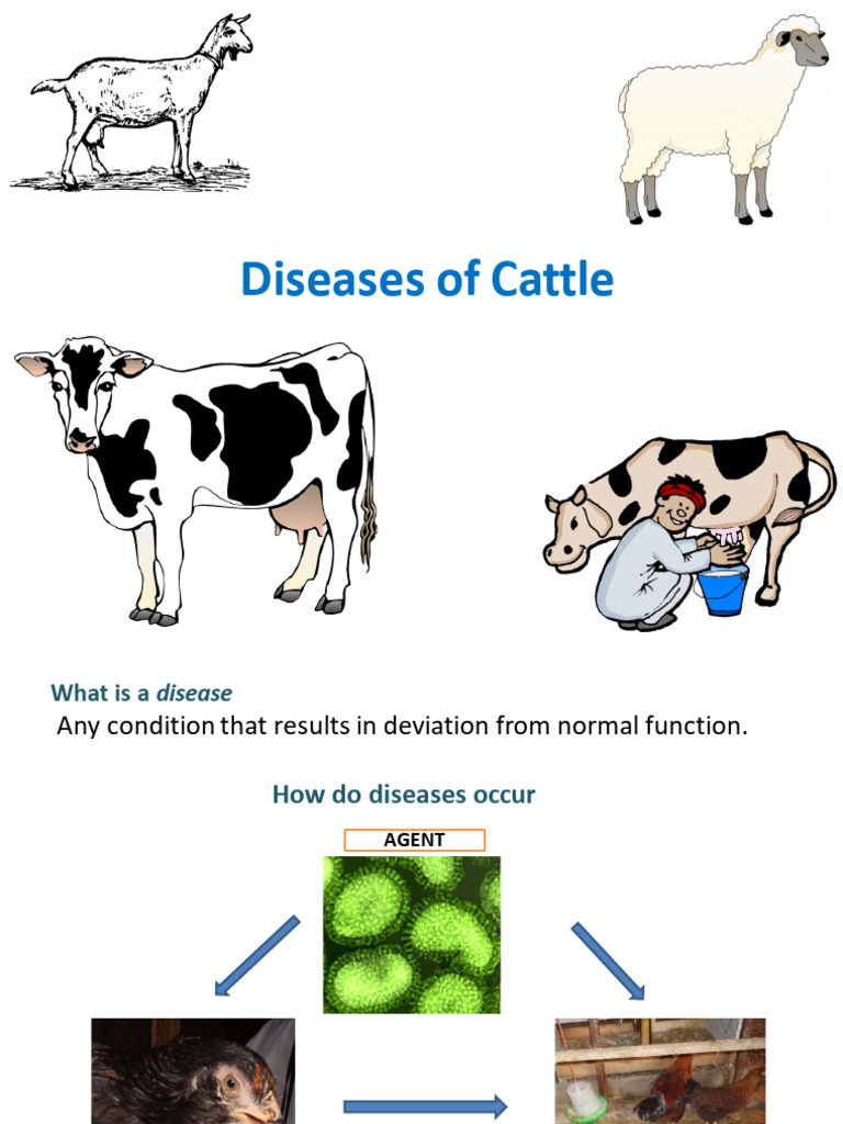 Disease of Cattle | PDF | Cattle | Infection