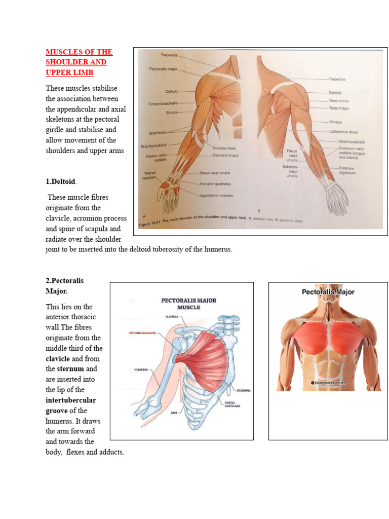 muscles of upper arm | PDF | Arm | Elbow