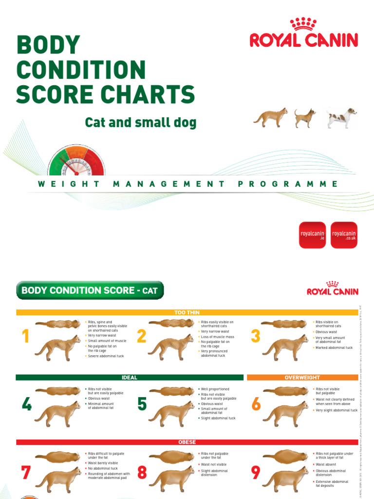 Body Condition Score Charts Cat and Small Dog | PDF | Abdomen | Pelvis