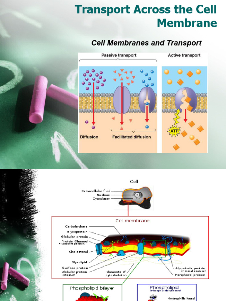 4-Cell Membranes and Transport | PDF | Cell Membrane | Osmosis