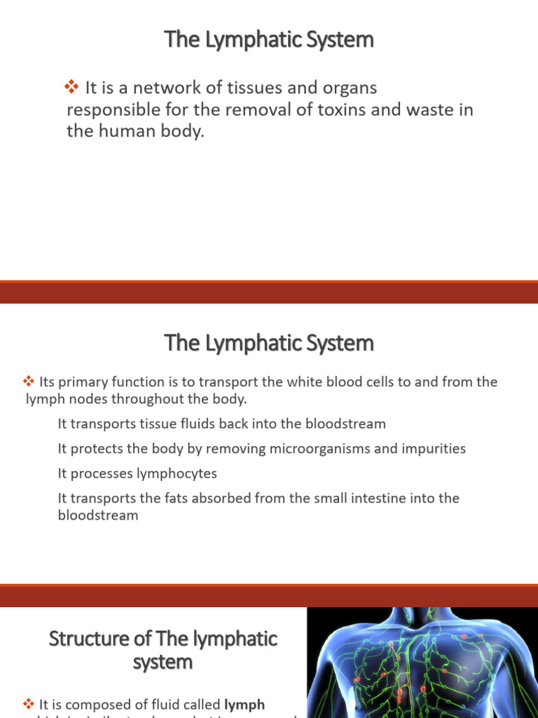 Lymphatic System Functions & Disorders | PDF | Lymphatic System ...