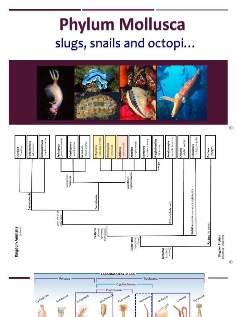 Lecture 8 Molluscs | PDF | Mollusca | Bivalvia