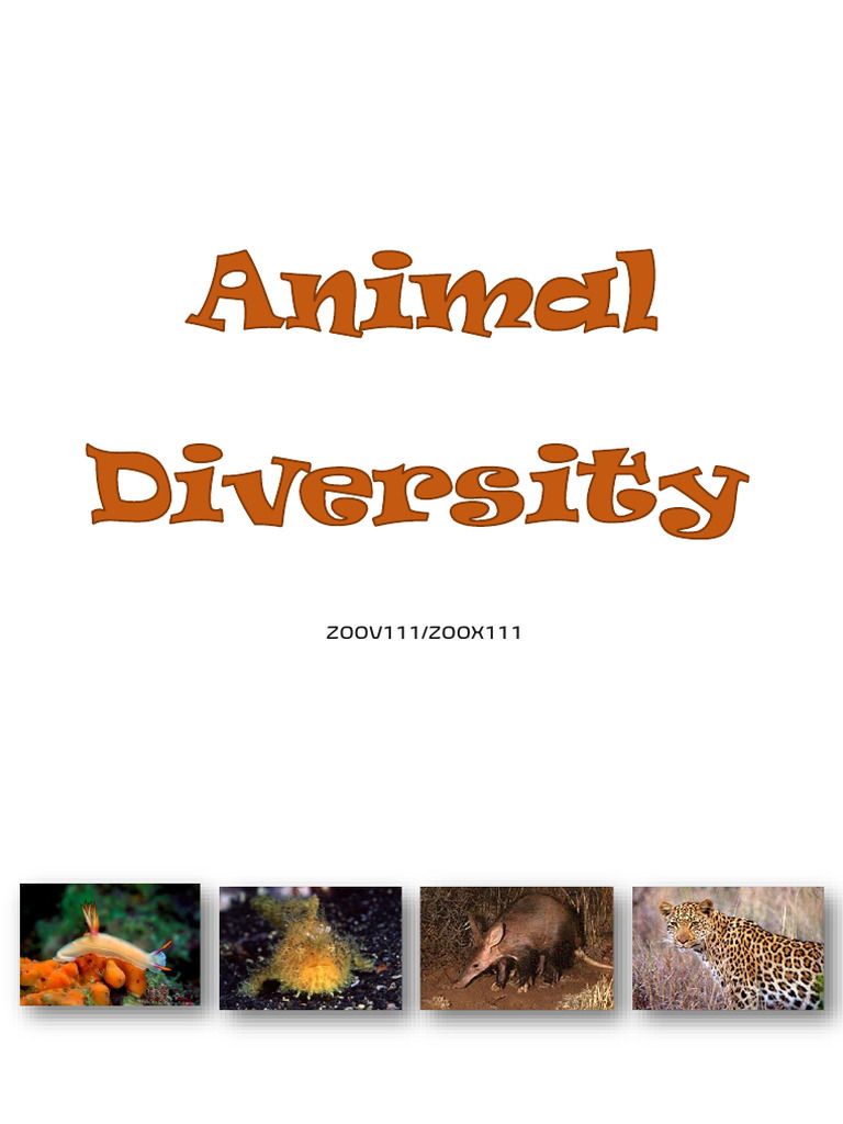 Understanding Animal Diversity | PDF | Sponge | Protozoa