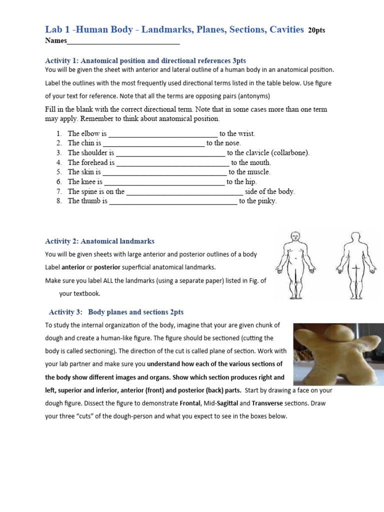 BIOL&241 Lab 1 Anatomical Terminology (1) | PDF | Ct Scan | Anatomical ...