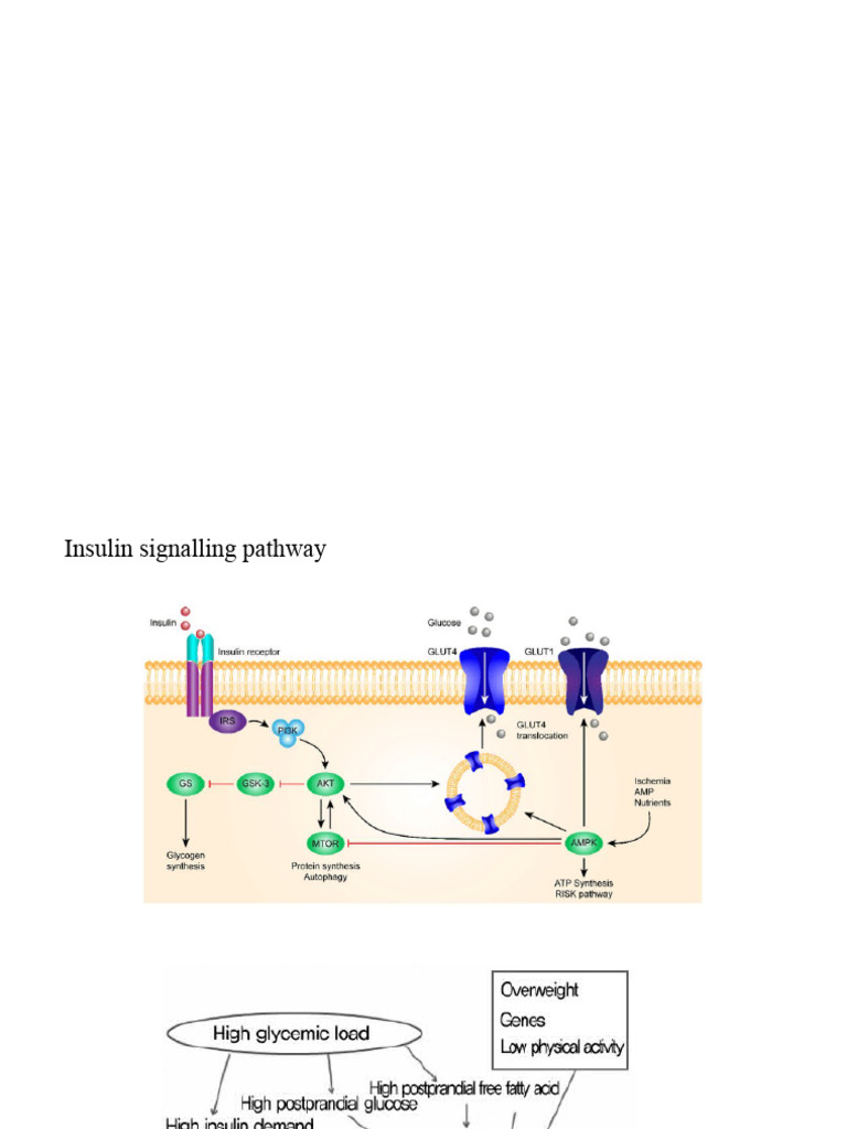 Insulin Signaling and Diabetic Neuropathy | PDF | Peripheral Neuropathy ...