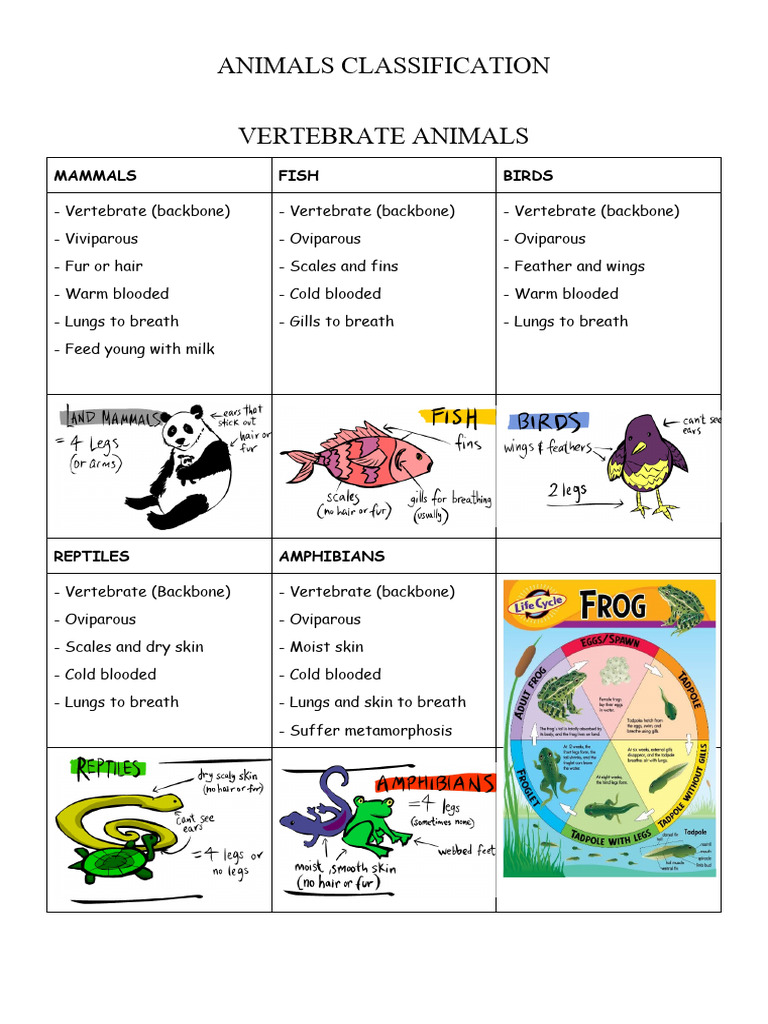 ANIMALS CLASSIFICATION | PDF | Mollusca | Invertebrate