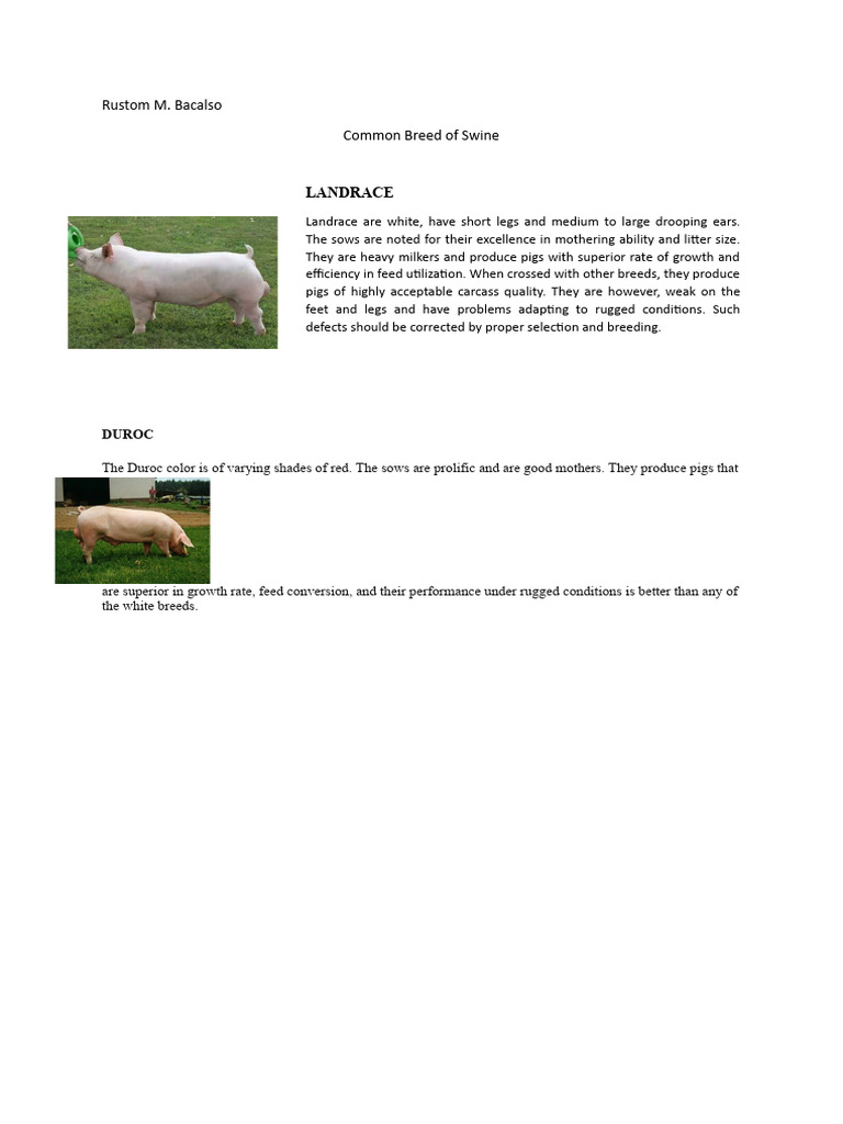 Common Swine Breeds: Landrace & Duroc | PDF