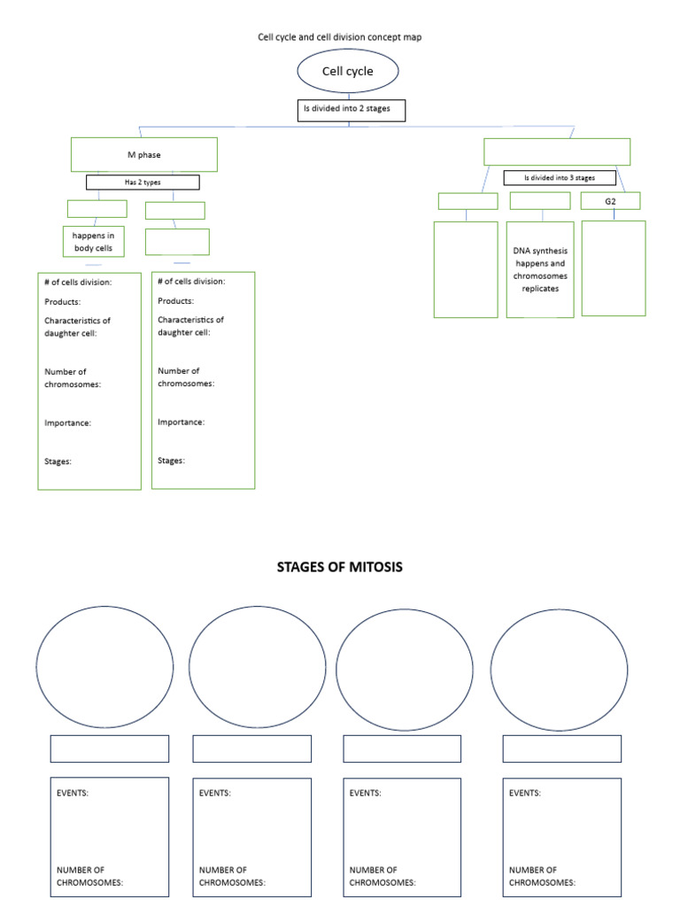 Cell cycle and cell division concept map | PDF