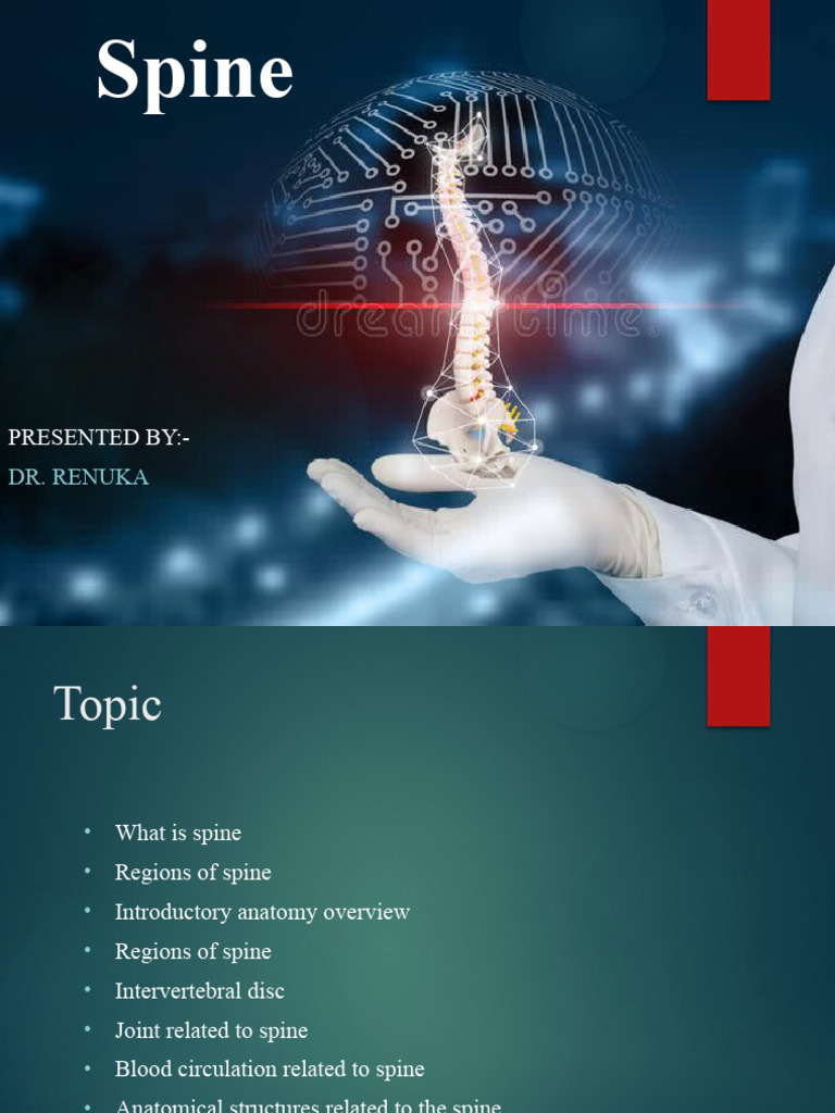 Spine | PDF | Vertebra | Vertebral Column