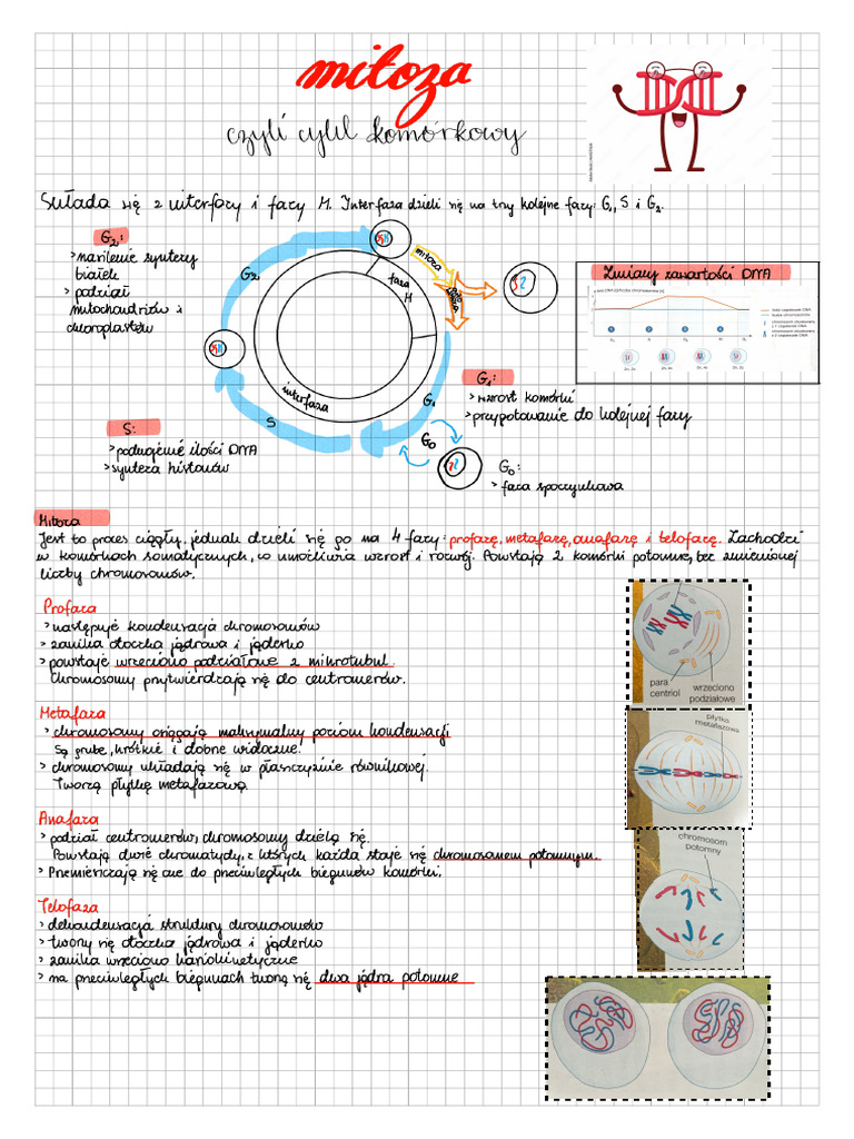 Mitoza I Mejoza | PDF