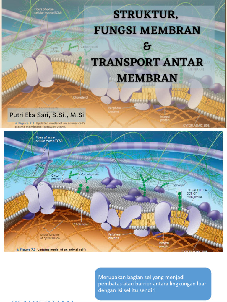 Fungsi dan Struktur Membran Sel | PDF