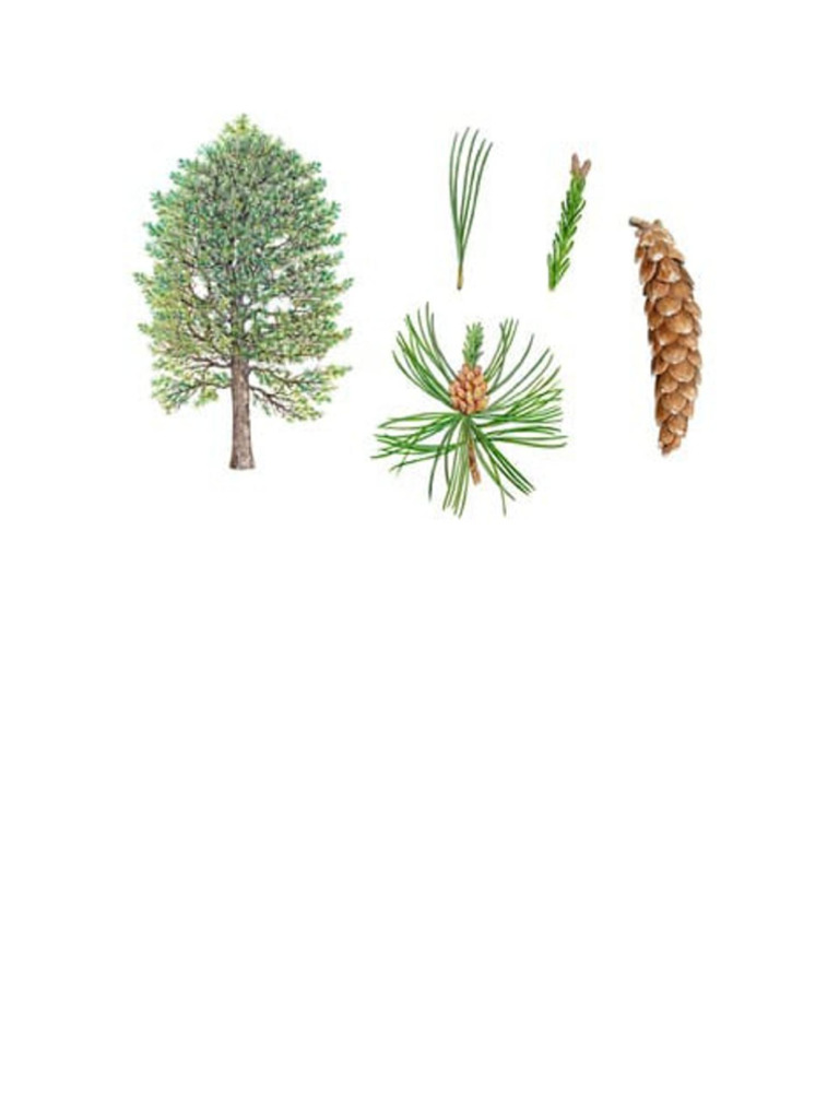 Pine Tree | PDF