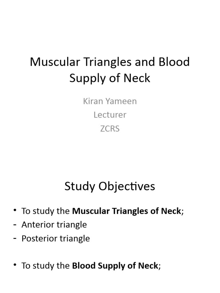 Muscular Triangles & Blood Supply of Neck | PDF | Common Carotid Artery ...