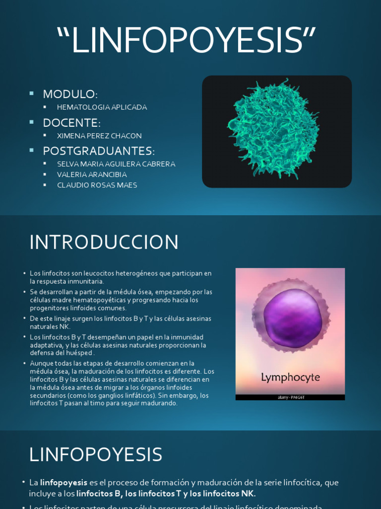 LINFOPOYESIS | Descargar gratis PDF | Linfocitos | Célula B