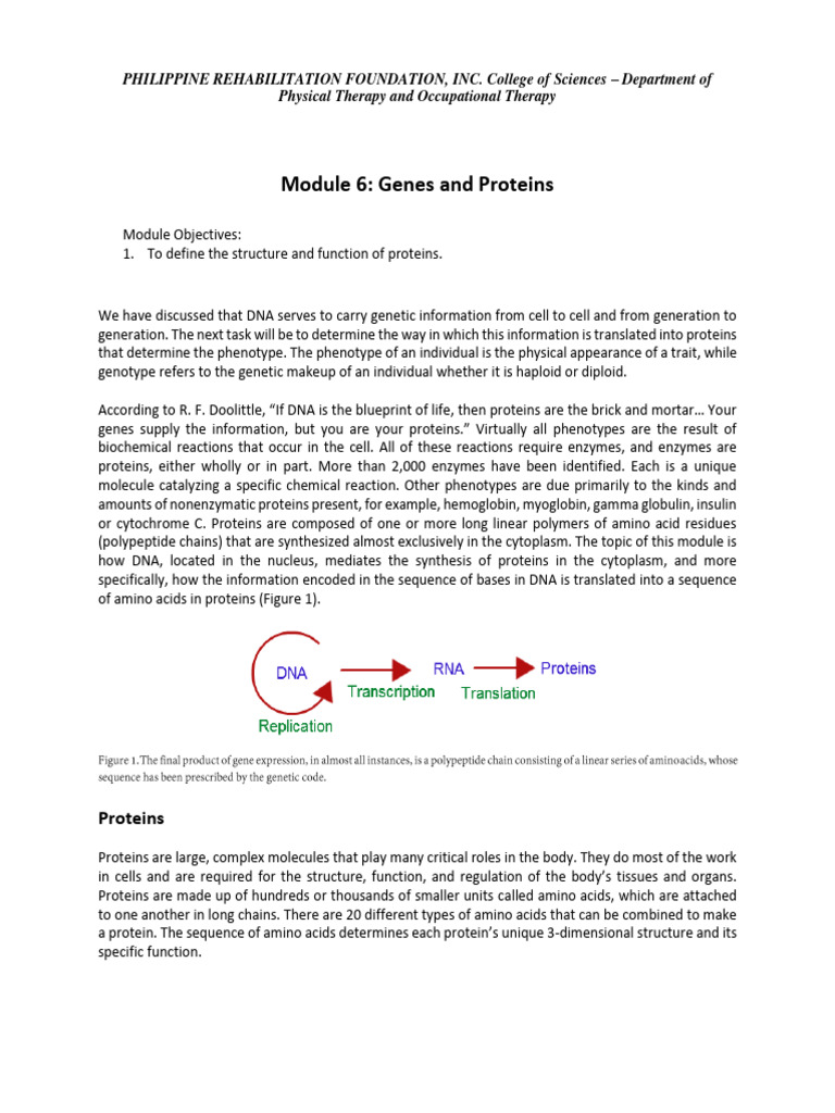 Genes and Proteins | PDF | Protein Structure | Proteins