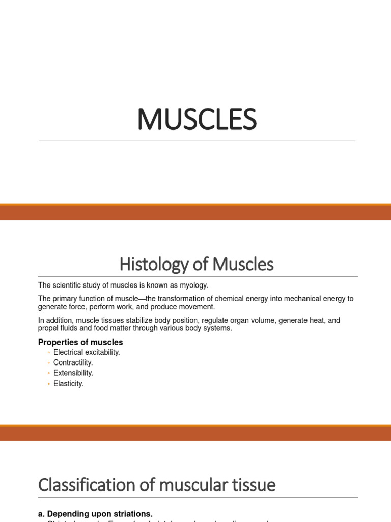 Muscles | PDF | Muscle | Muscle Contraction