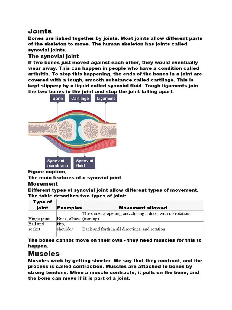 Joints | PDF | Arm | Joint