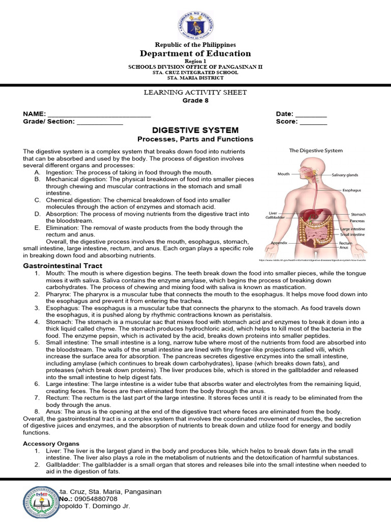 Grade 8 Digestive System Overview | PDF | Small Intestine | Digestion