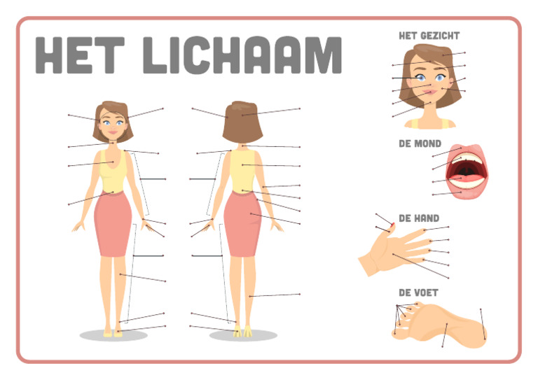 Lichaam, vrouw - A3 - labels blanco | PDF