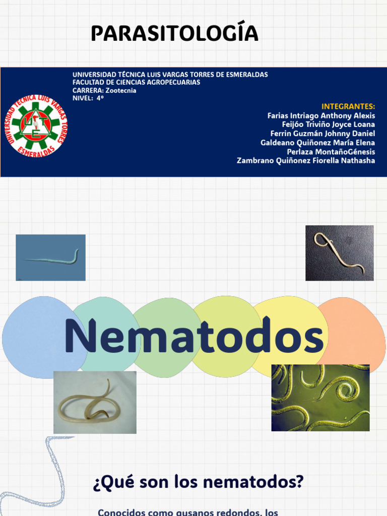Nematodos - Grupo 2 | PDF | Sistema reproductivo | Nematodo