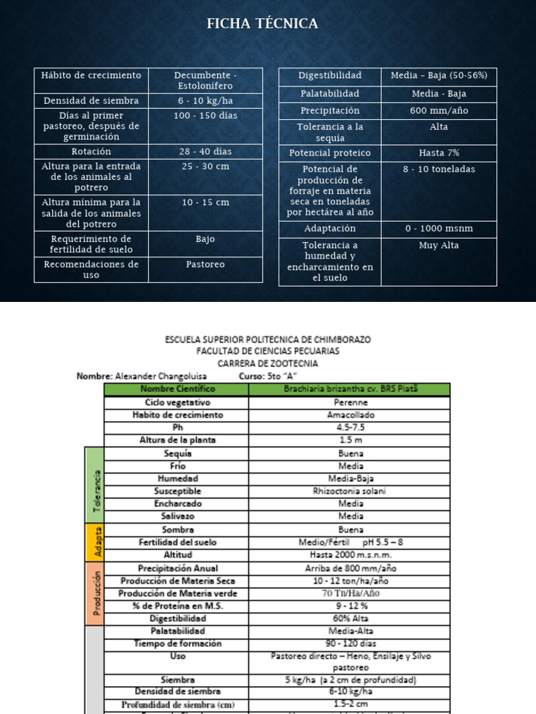 Fichas_t_cnicas_Quinto_1 | PDF | Pasto | Pasto