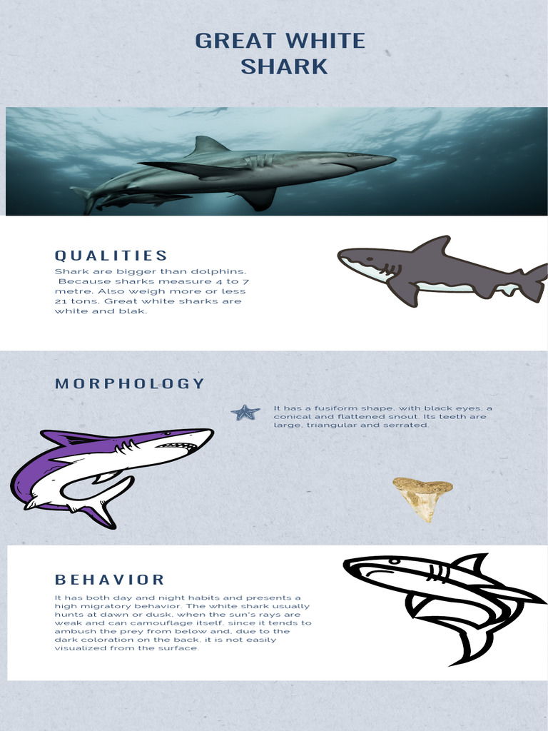 Blue Illustrated Ocean Whales Infographic | PDF