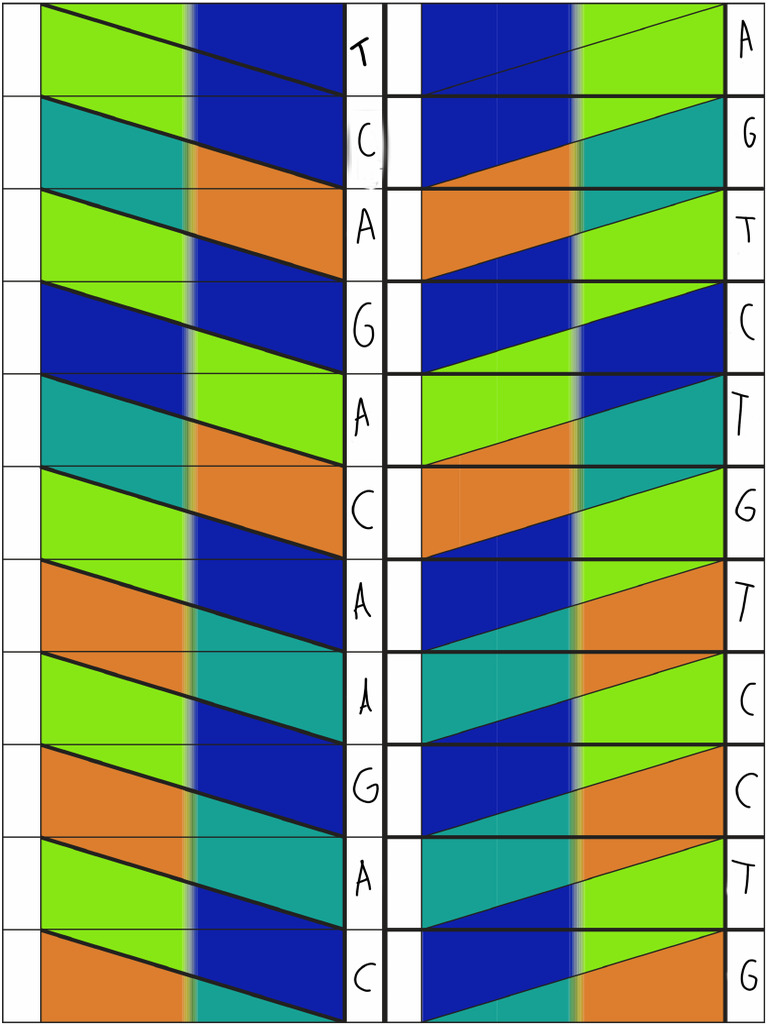 Origamidna Colourtemplate | PDF