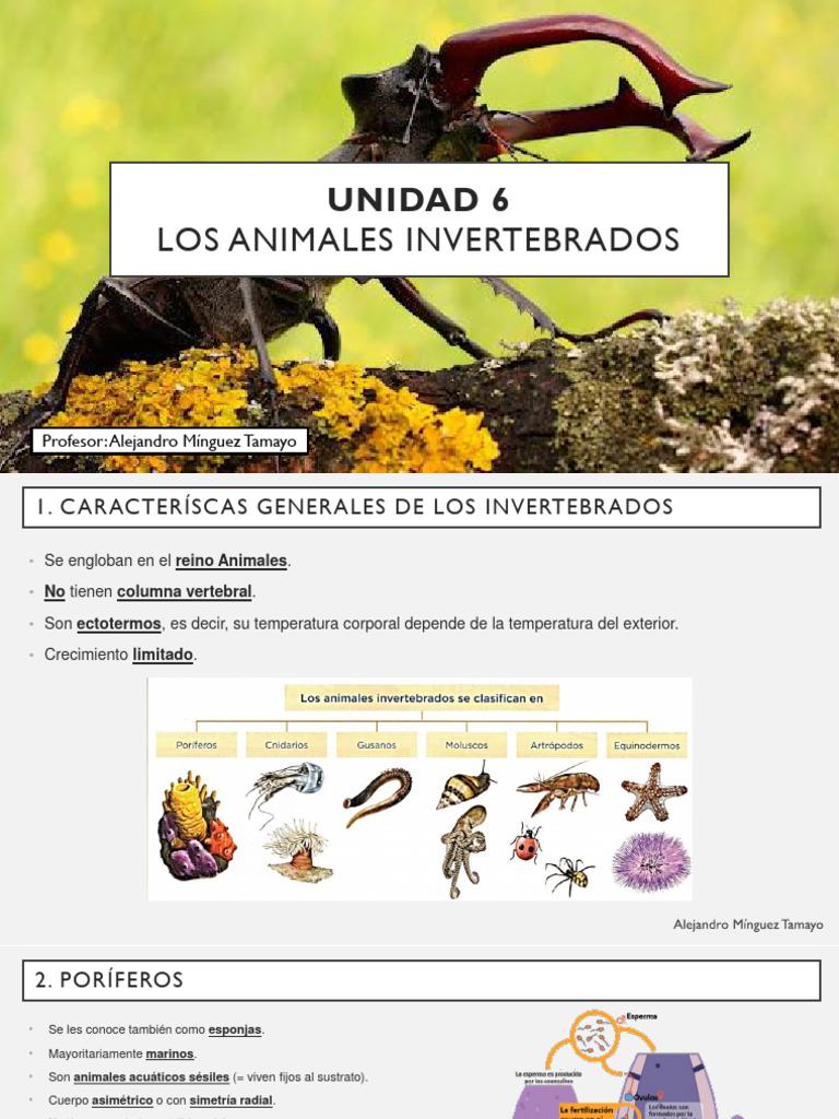Invertebrados: Guía Educativa | PDF | Moluscos | Pulpo